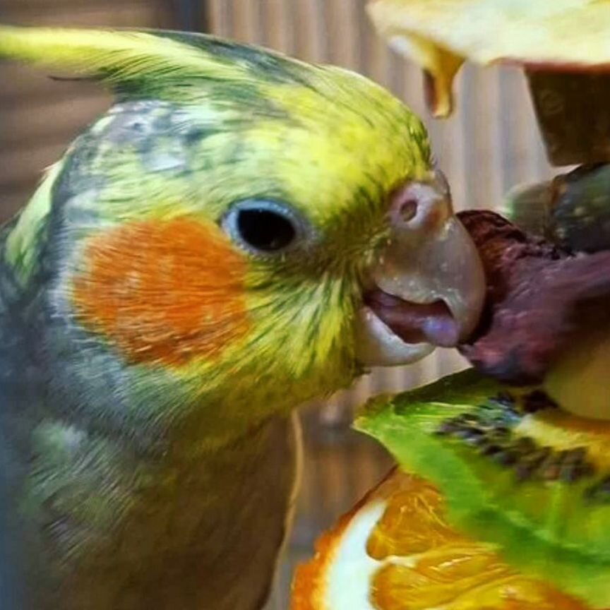 Вкусняшки для грызунов и птиц