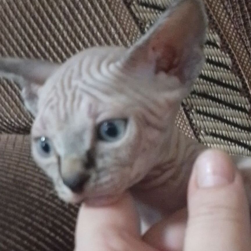 Канадский сфинкс котёнок