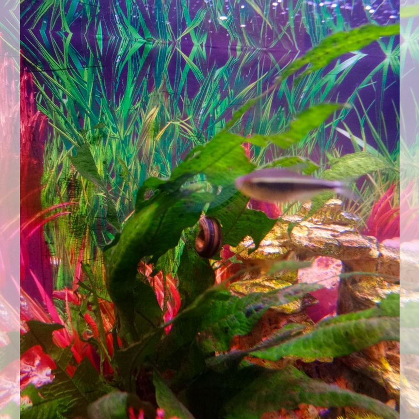 Улитки Мариза