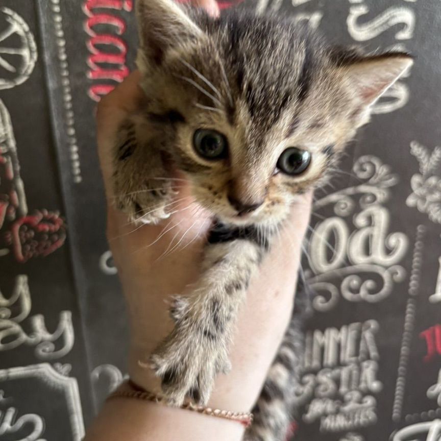 Шотландский прямоухий короткошёрстный котёнок