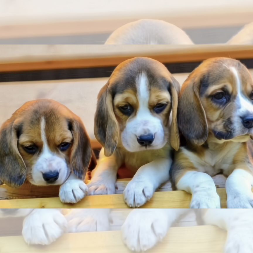 Бигль, щенок