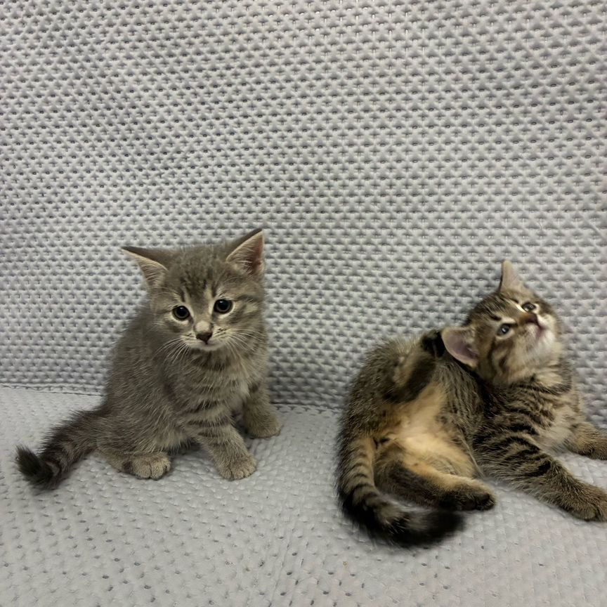 Европейский короткошёрстный котёнок