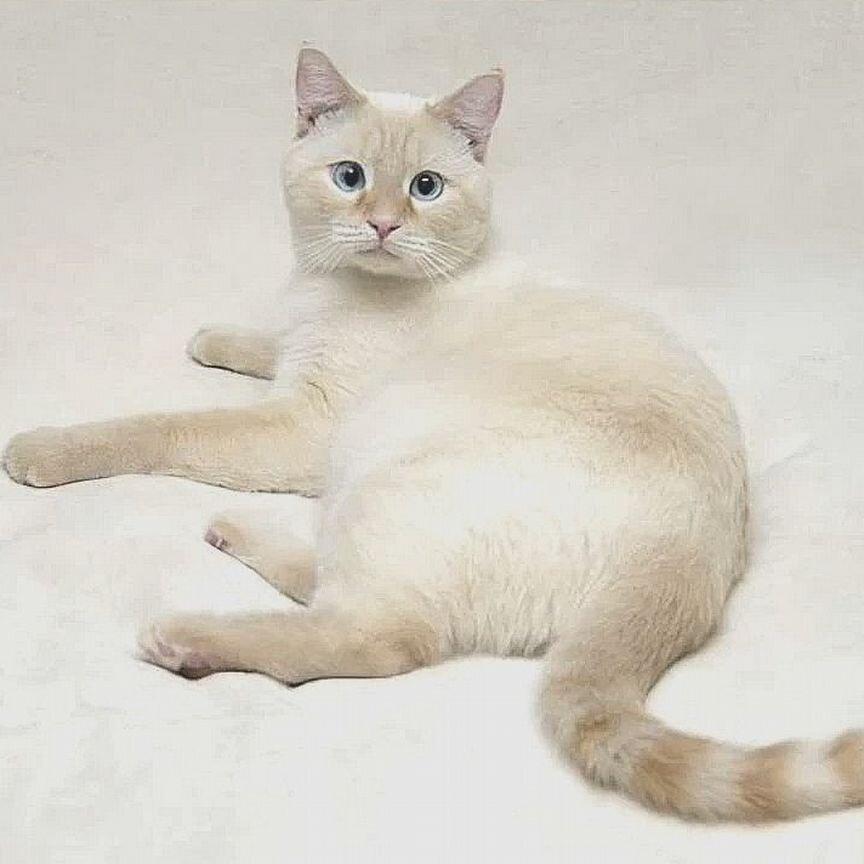 Сиамский, взрослый кот