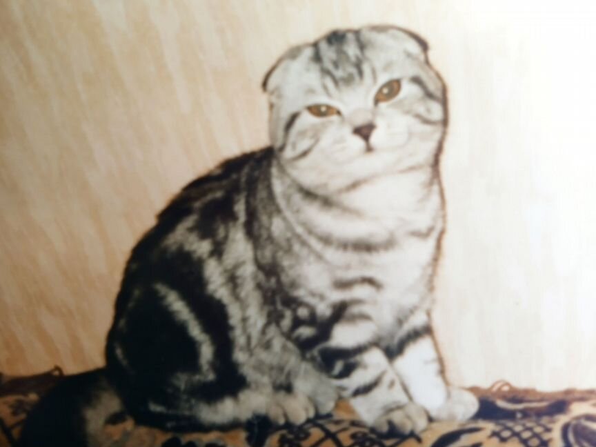 Шотландская вислоухая