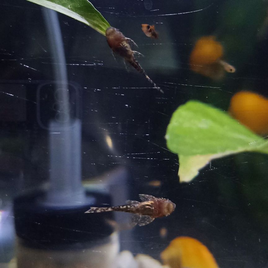 Мальки анцитрусов