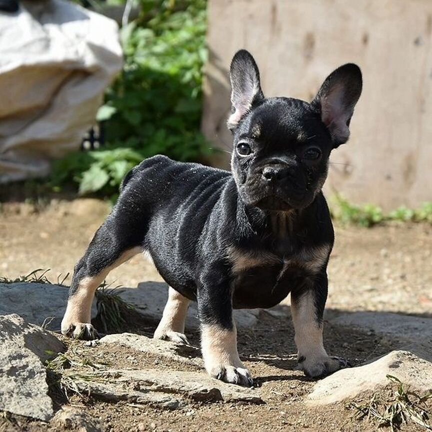 Девочка-булочка