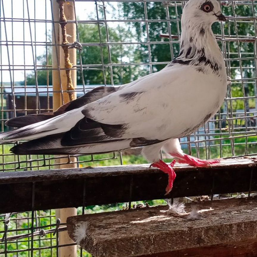 Голуби высоколетные