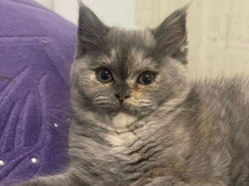 Персидские котята