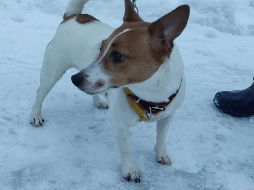 Найдена собака джек рассел 26.12