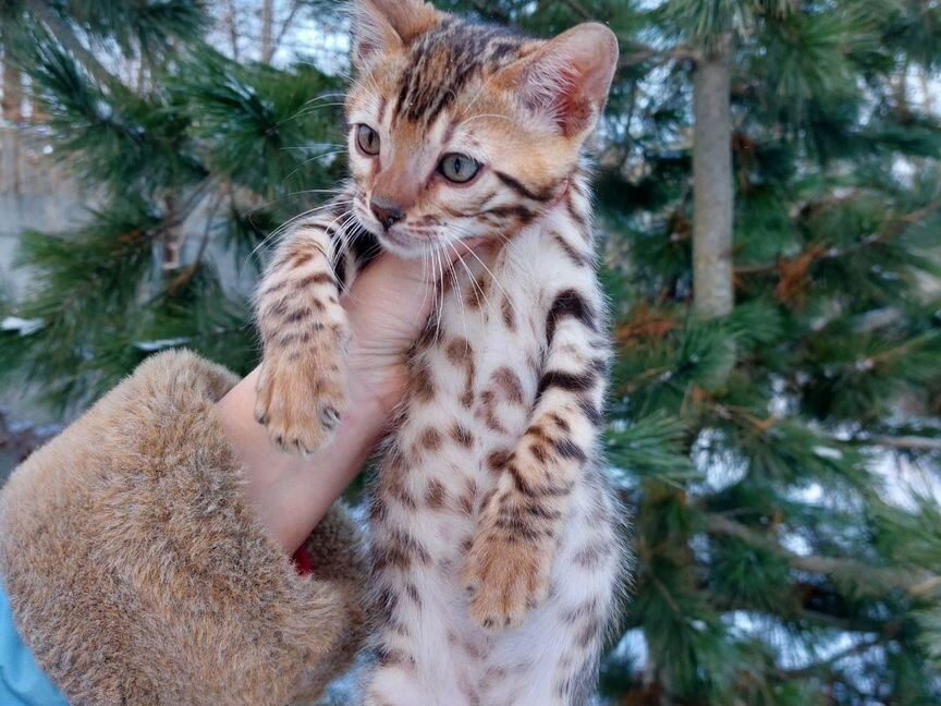 Чистокровный бенгал