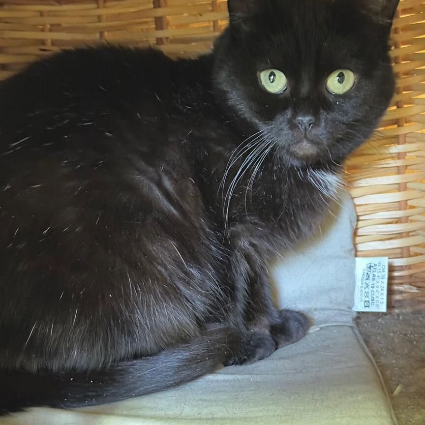 Кошка ищет дом