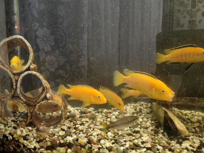 Анциструс лабидохромиселоу