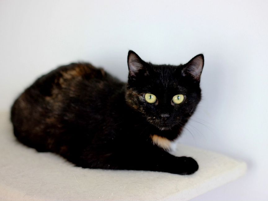 Котенок Шерла ищет дом