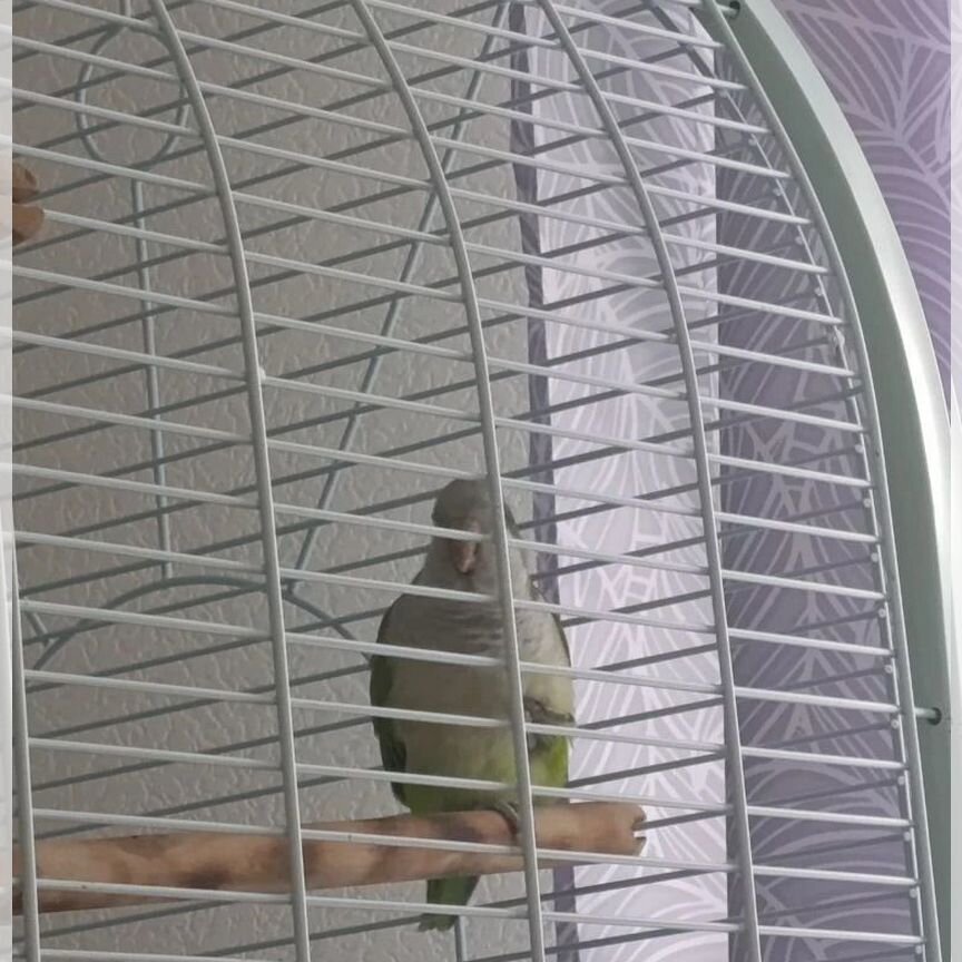 Попугай монах (квакер) с вольерной клеткой