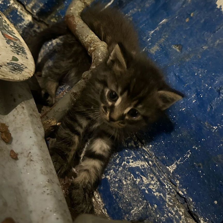Котёнок в добрые руки