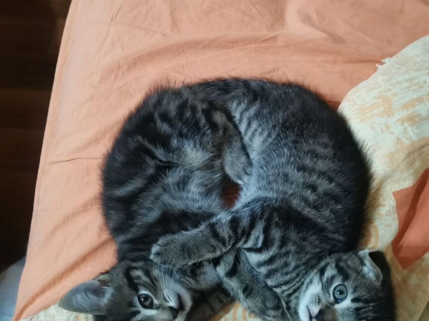 Котенок вислоухий от мамы шотландки