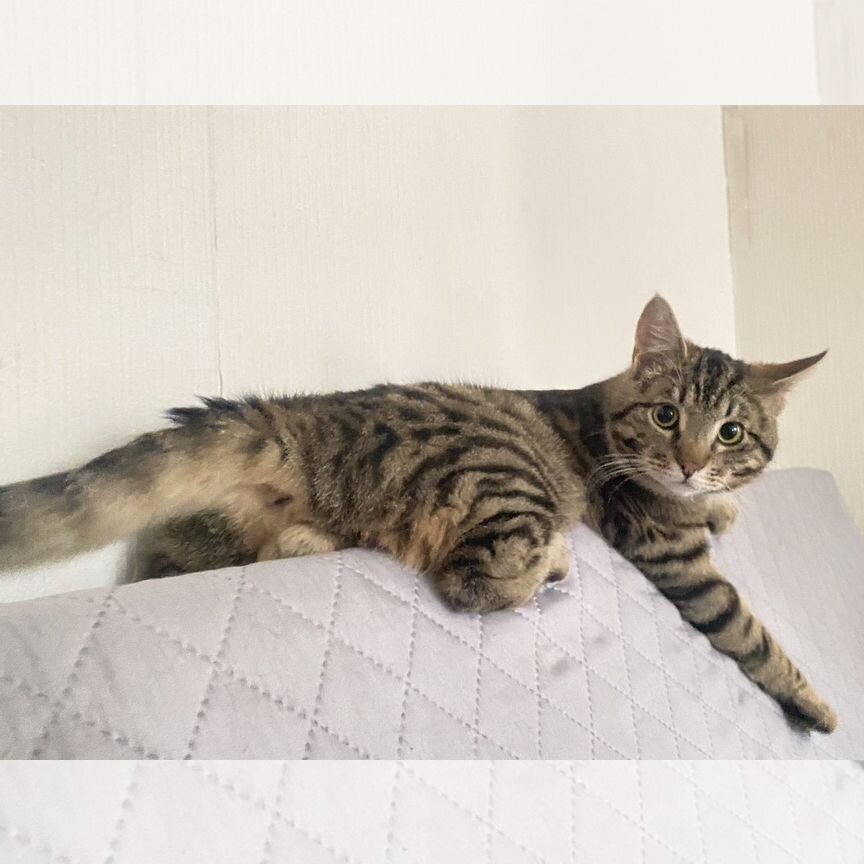 Кот в добрые руки