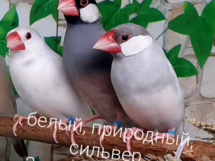 Рисовые амадины