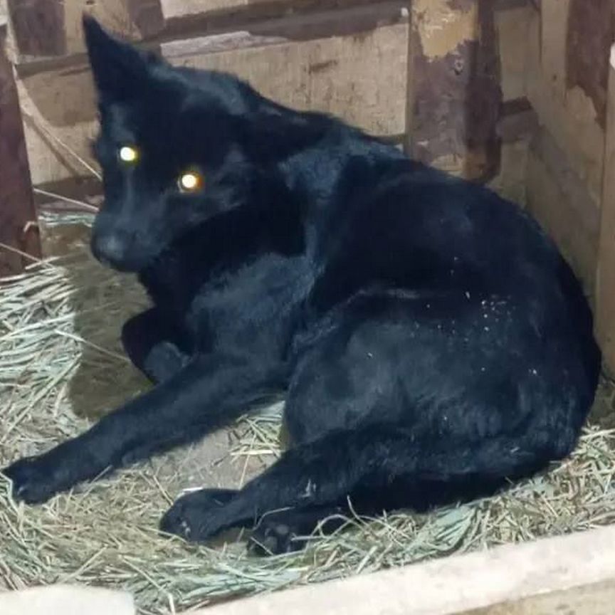 Взрослая собака в добрые руки