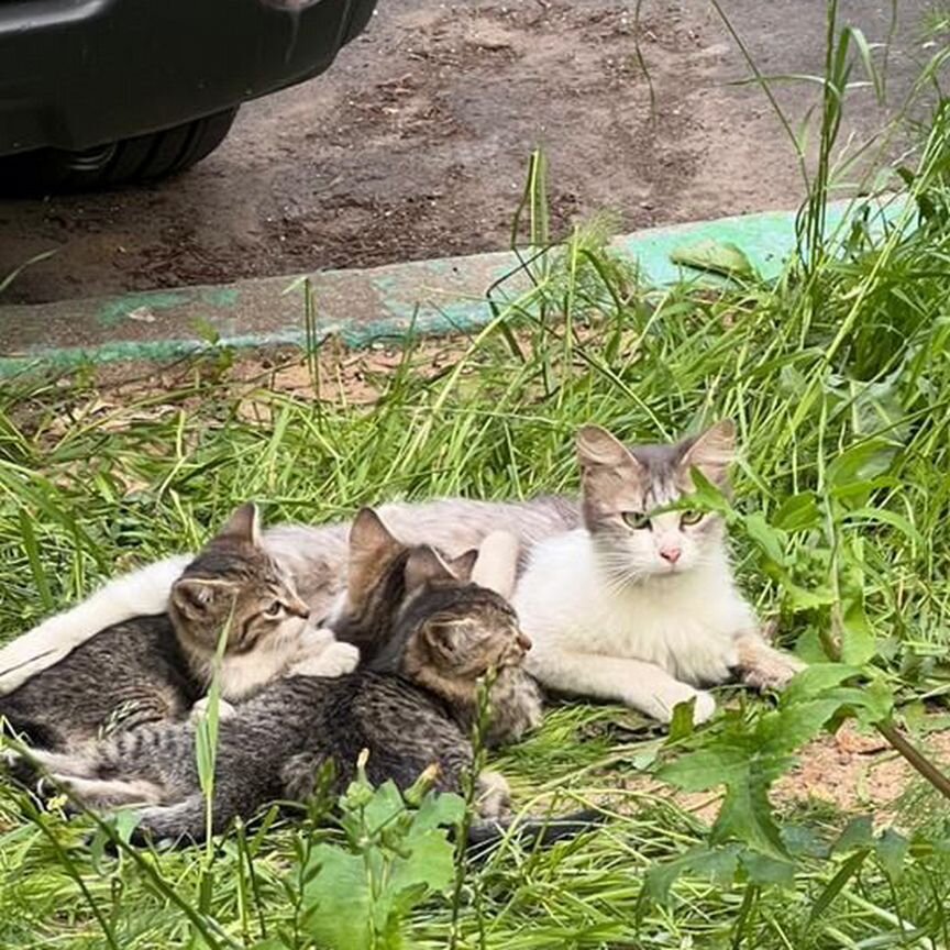 Котята под машинами