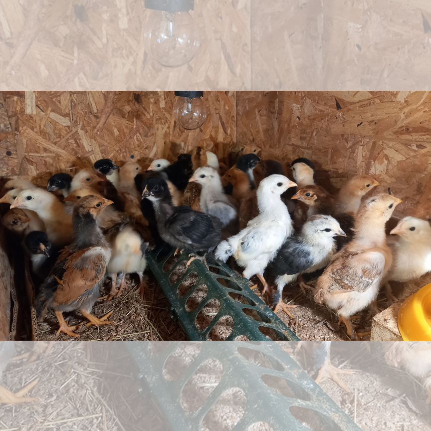 Цыплята домашние разных возрастов