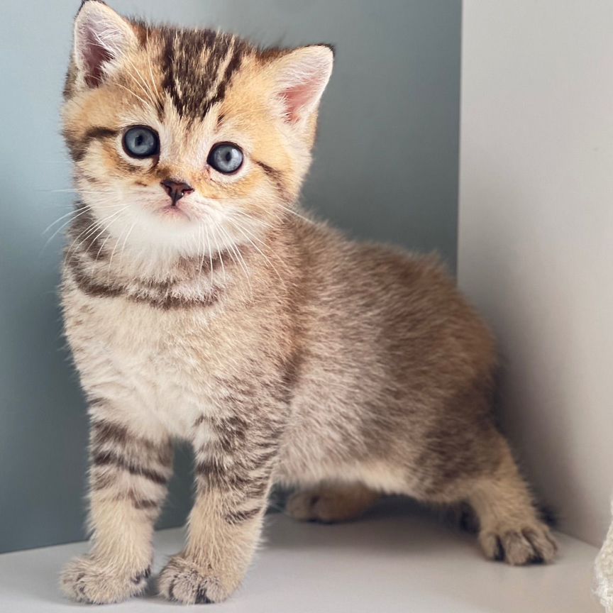 Шотландский вислоухий короткошёрстный котёнок