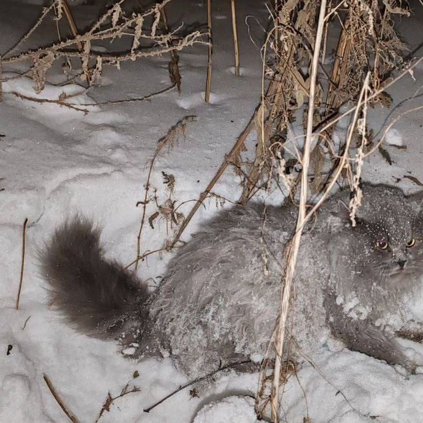 Взрослый кот в добрые руки
