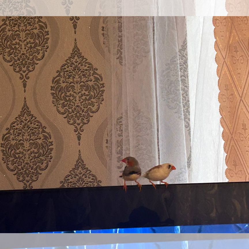 Зебровые амадины