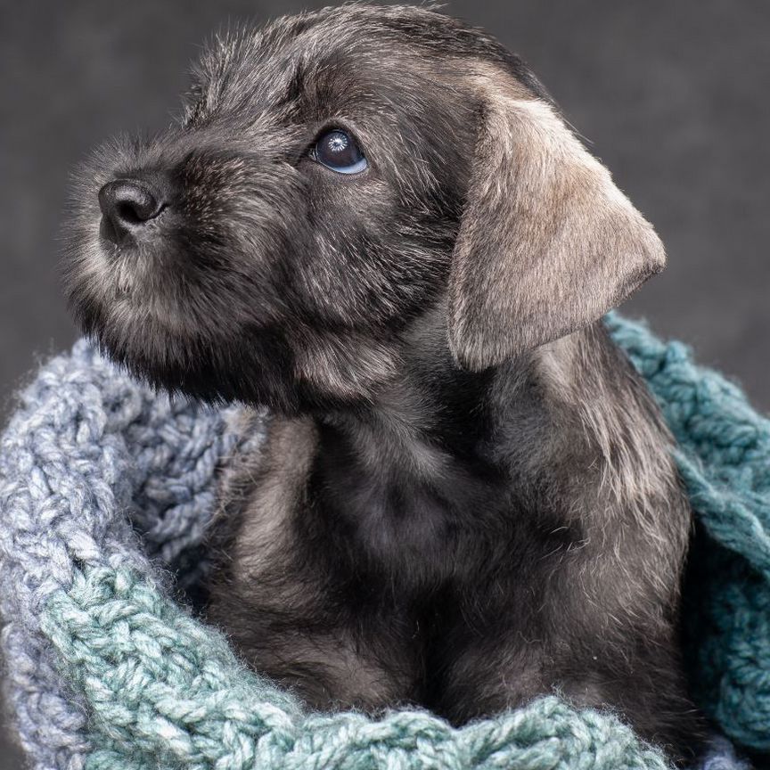 Мальчики среднего шнауцера