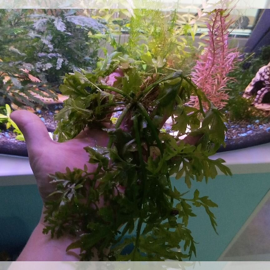 Аквариумное растение