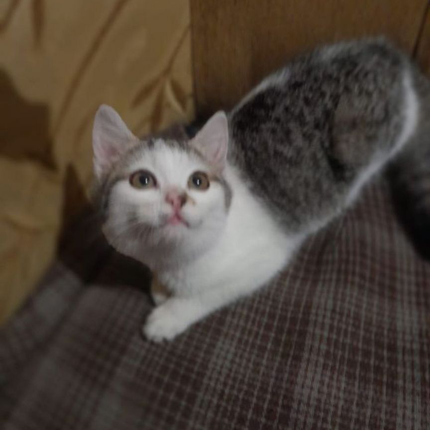 Котенок мальчик в дар