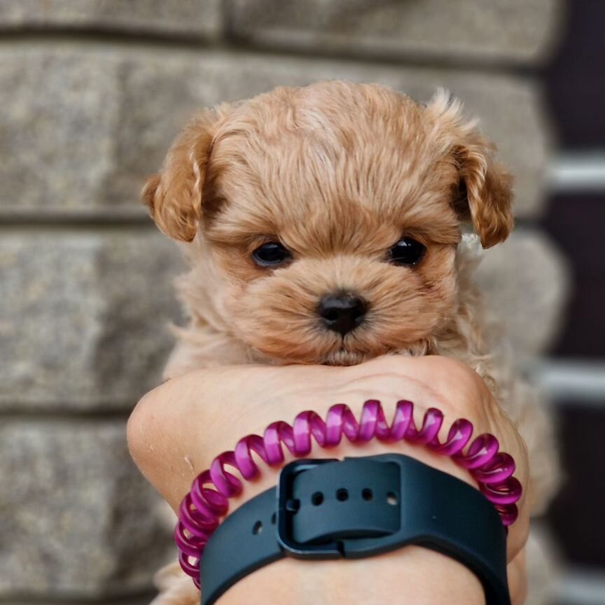 Девочка мальтипу микро