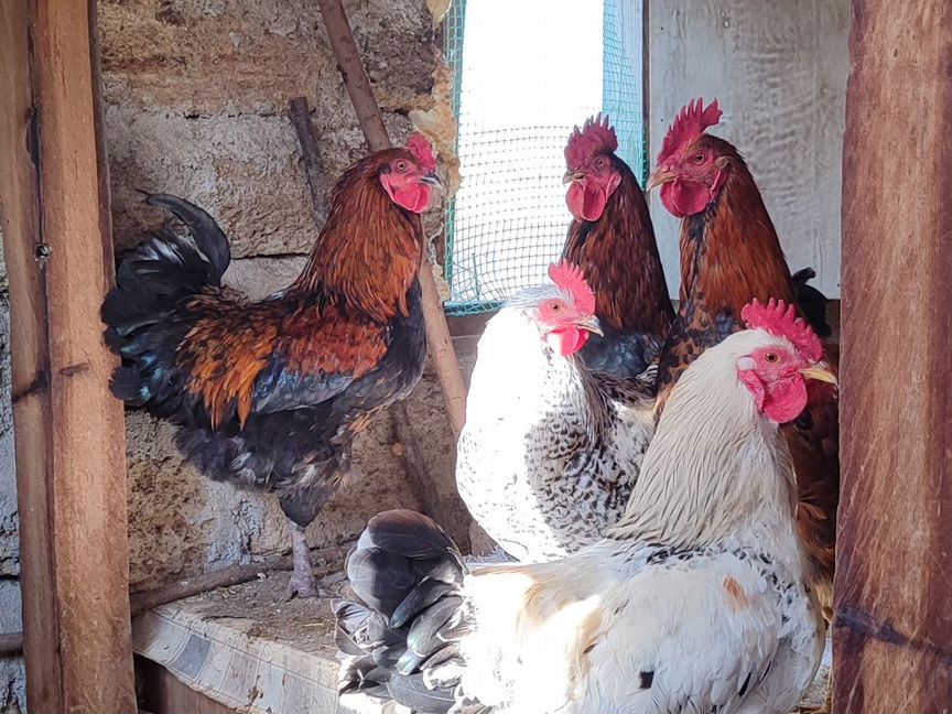 Продам красивых, молодых петушков