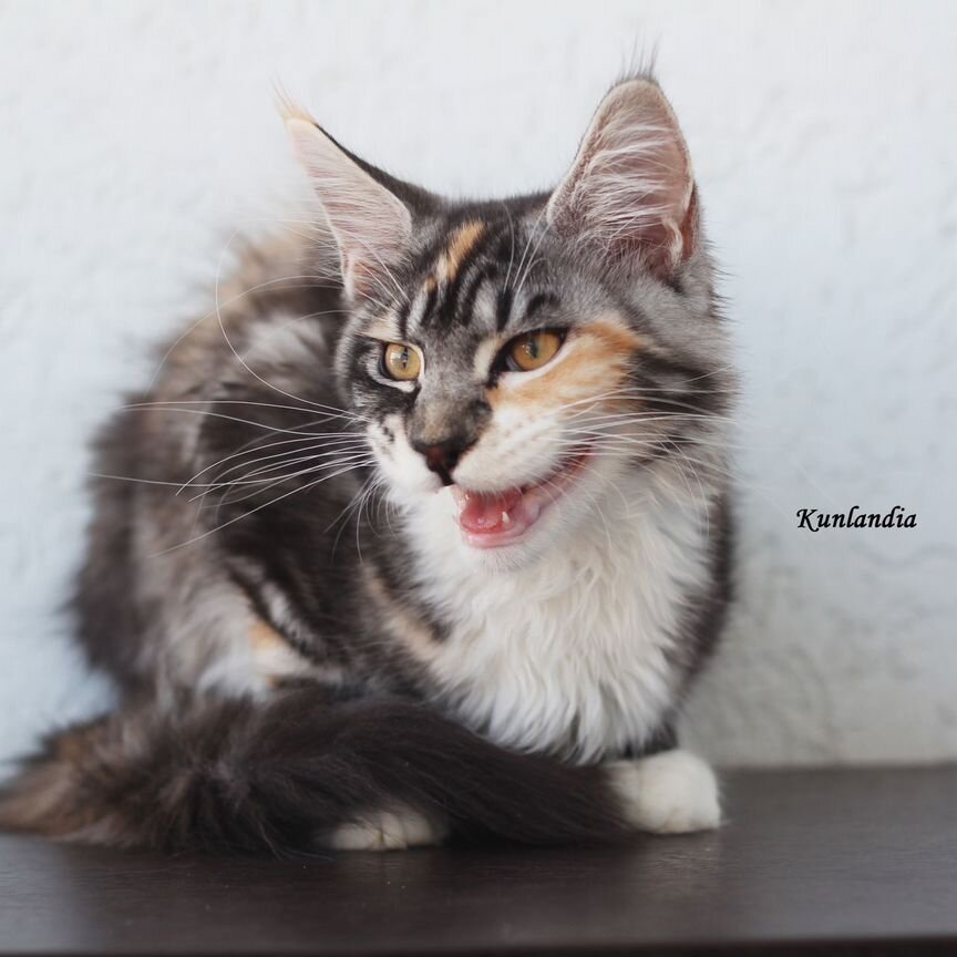 Котята мейнкуна полидакт