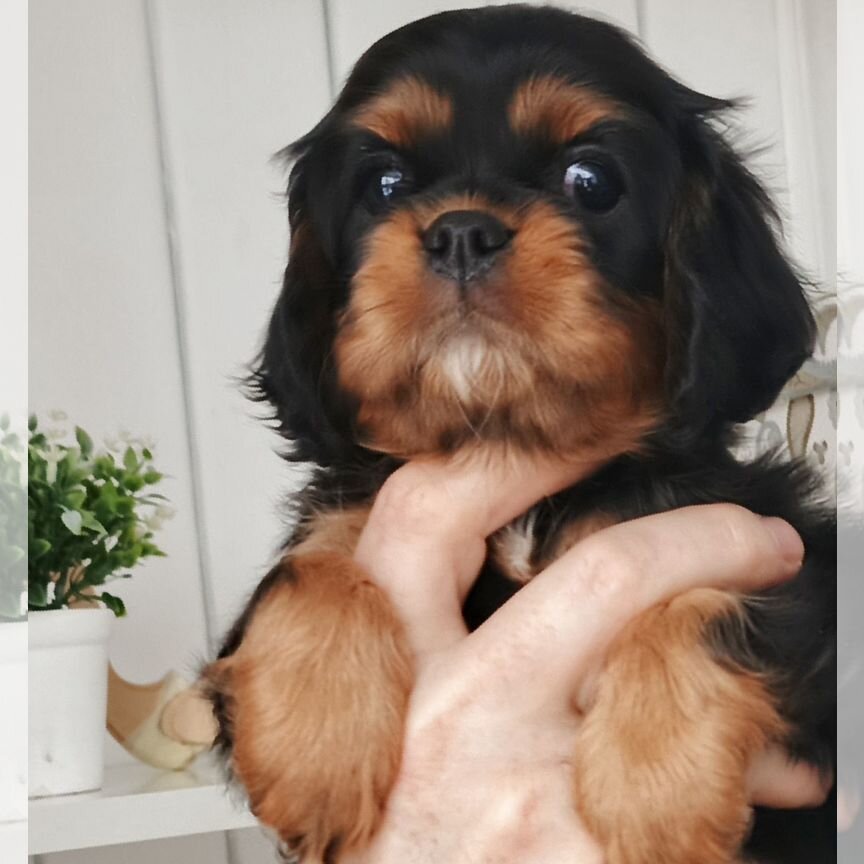 Кавалер кинг-чарльз-спаниель, щенок