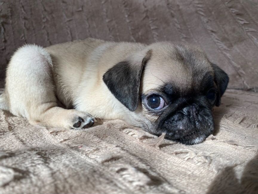 Щеночки мопсики