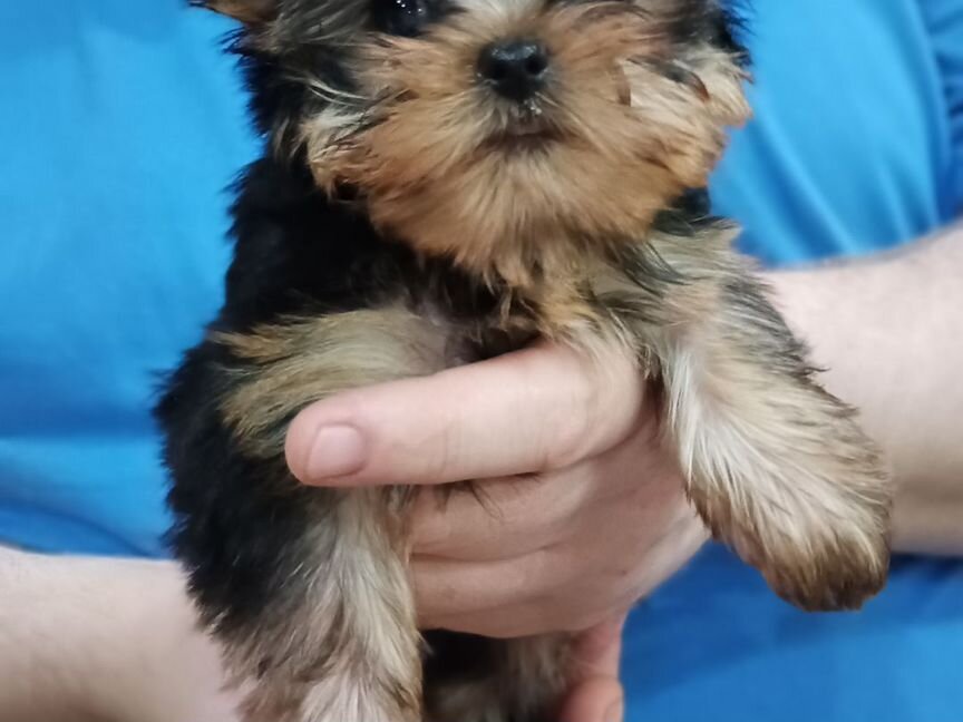 Йоркширский терьер мини