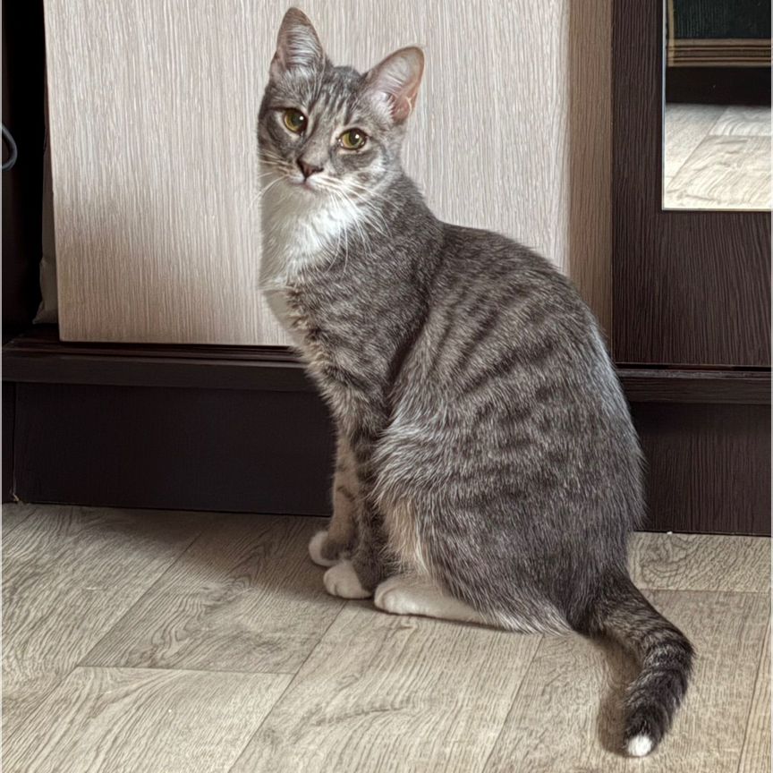 Котёнок в добрые руки