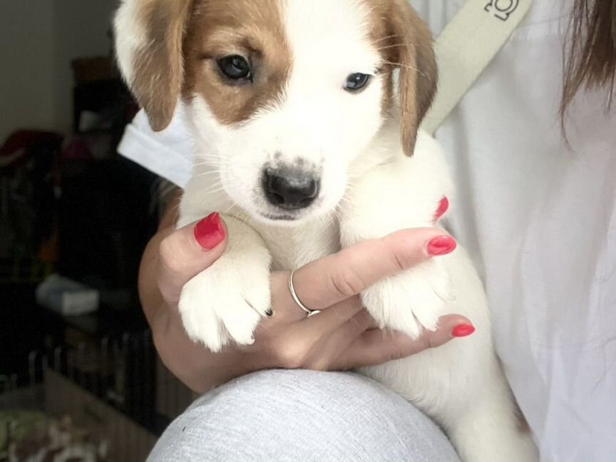 Щенки джек рассел терьер