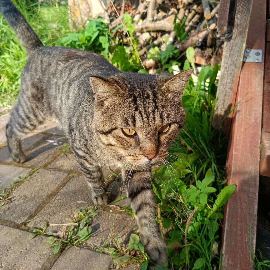 Полосатый кот
