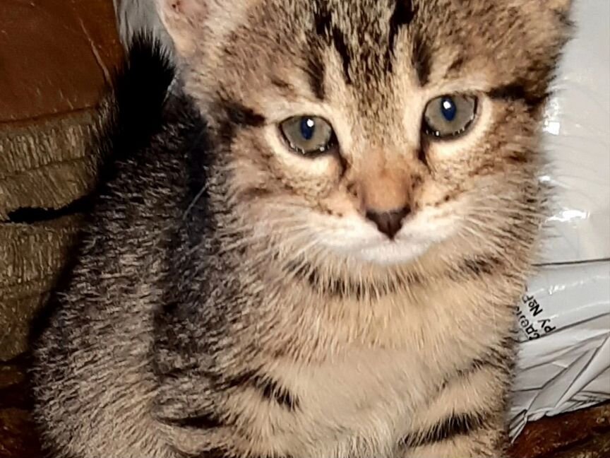 Котенок мальчик 1,5 месяца