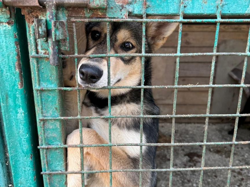 Собака Молодая Катя