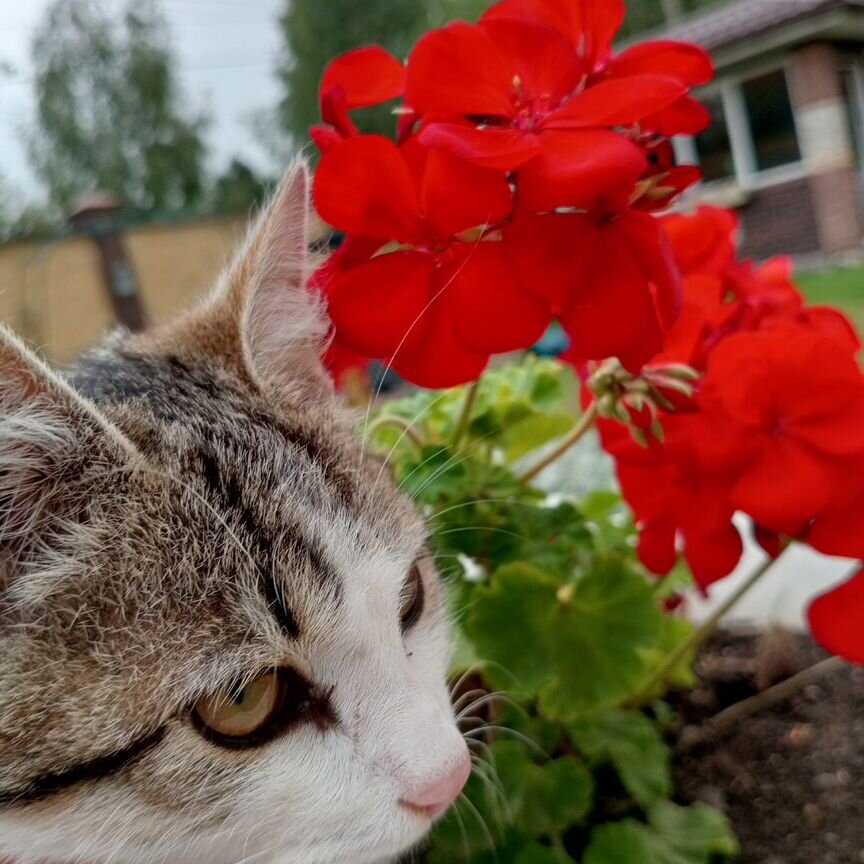 Котенок девочка