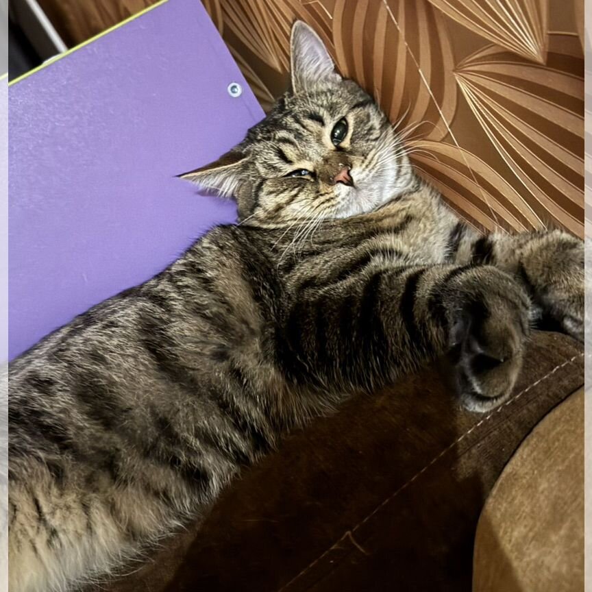 Котик в добрые руки