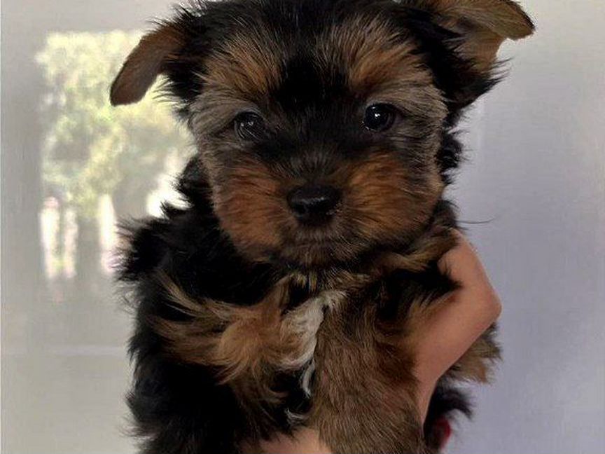 Продажа щенков, в кратчайшие сроки