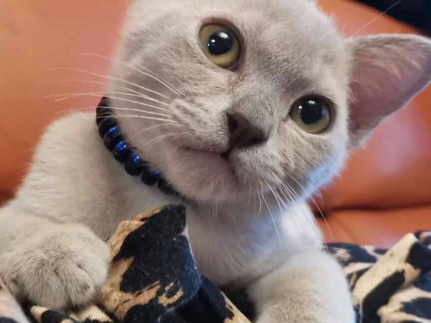 Бурманские котята