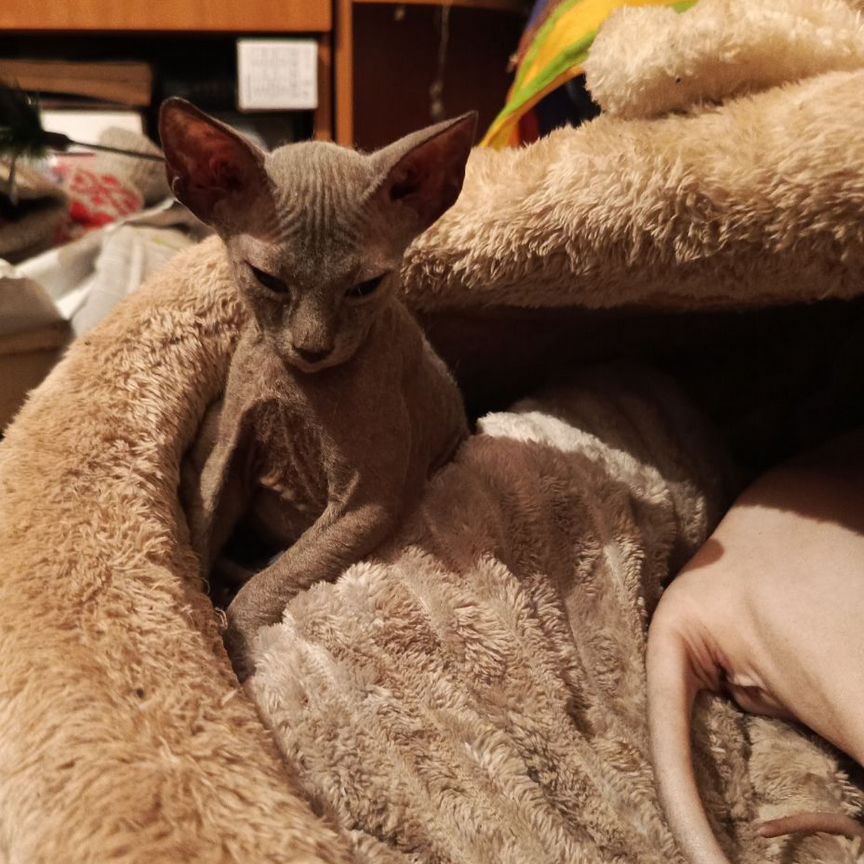 Канадский сфинкс котёнок