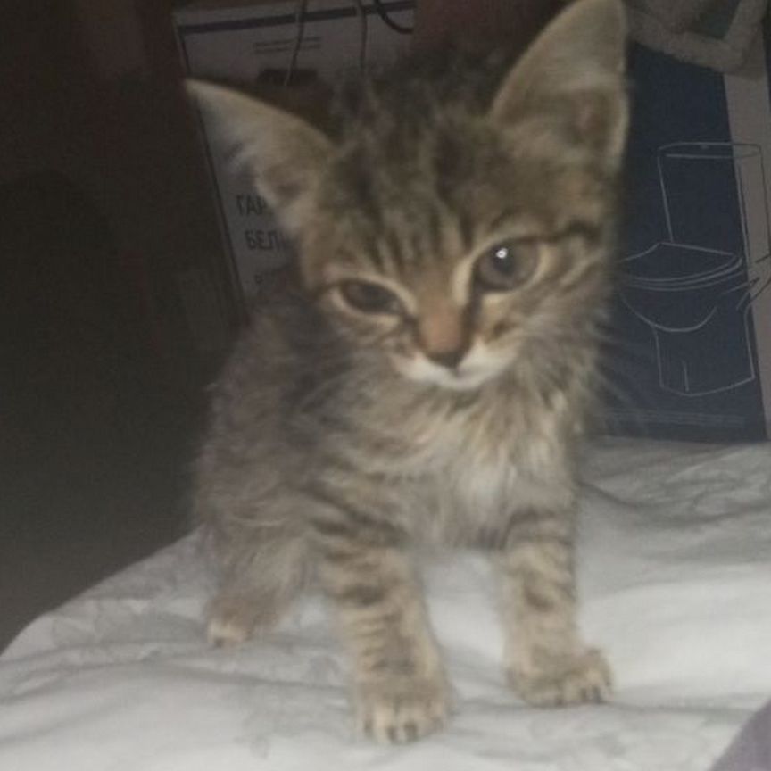 Котенок с большими глазками