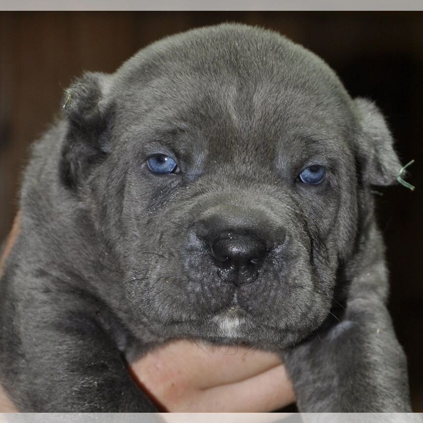 Кане-корсо, щенок