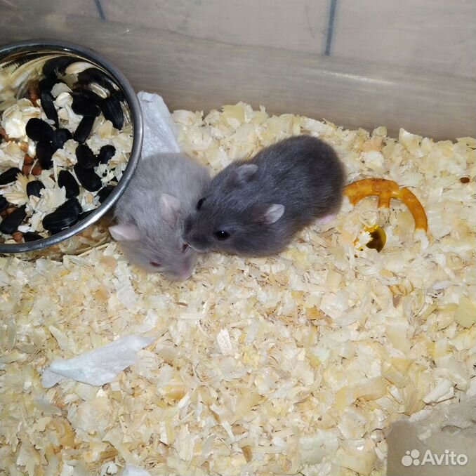 Джунгарский хомяк (малыши)
